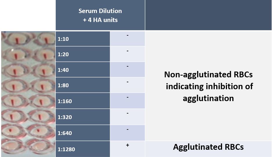Influenza Hemmagglutination Inhibition Assay Ibt Bioservices